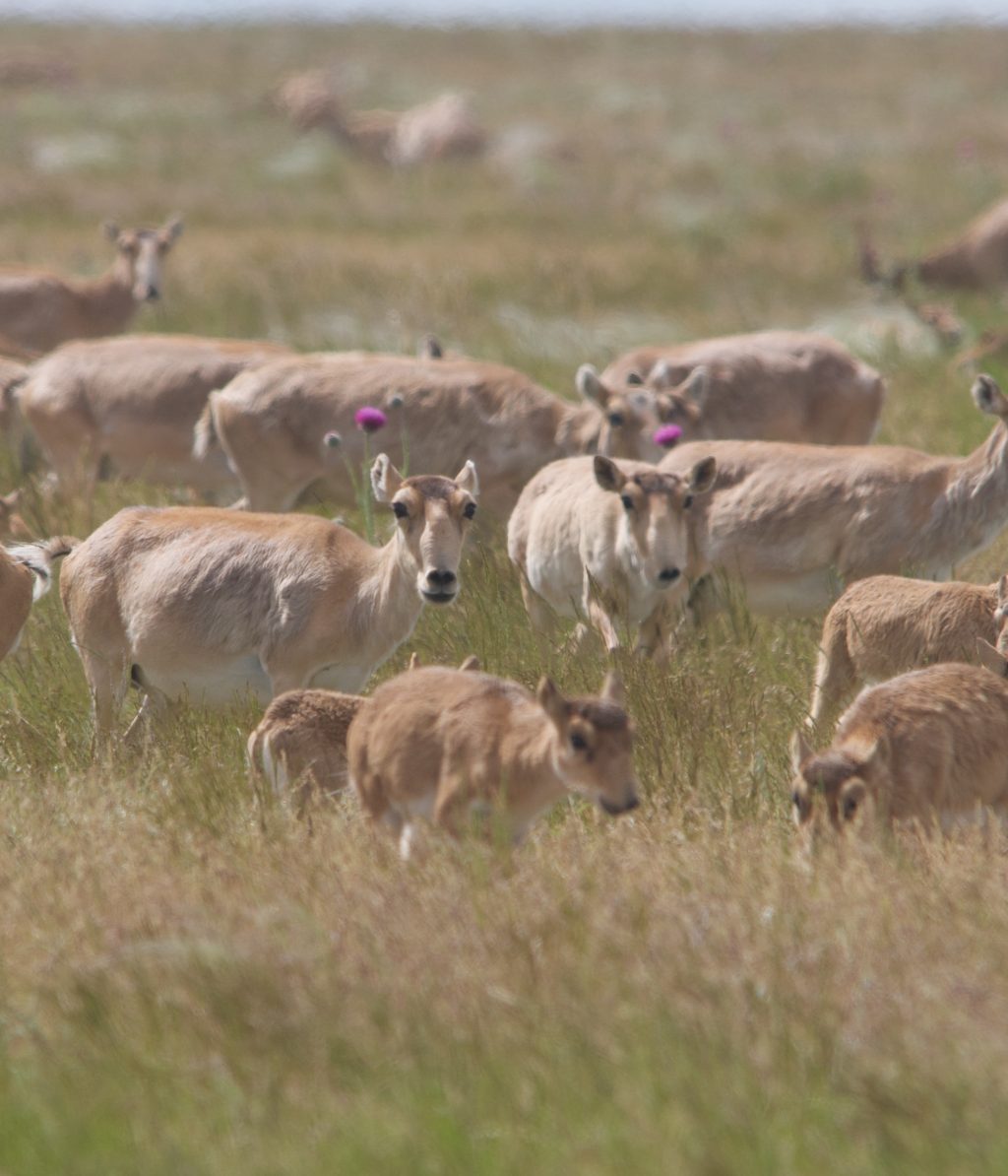 The saiga antelope is reclassified from ‘Critically Endangered’ to ...